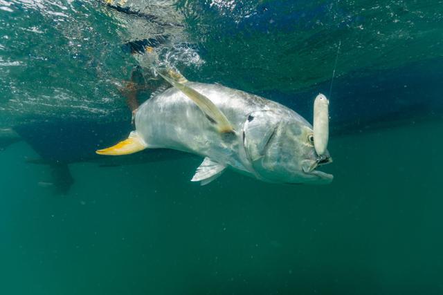 The Most Underrated Fish in Florida: The Jack Crevalle | InShore ...