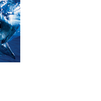 Natural Born Killers | OffShore | floridasportfishing.com