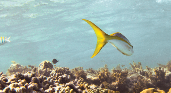 Tips For Tails | OffShore | floridasportfishing.com