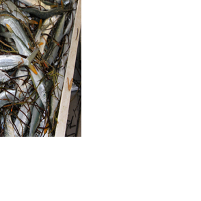 Billions of Ballyhoo | Multimedia | floridasportfishing.com