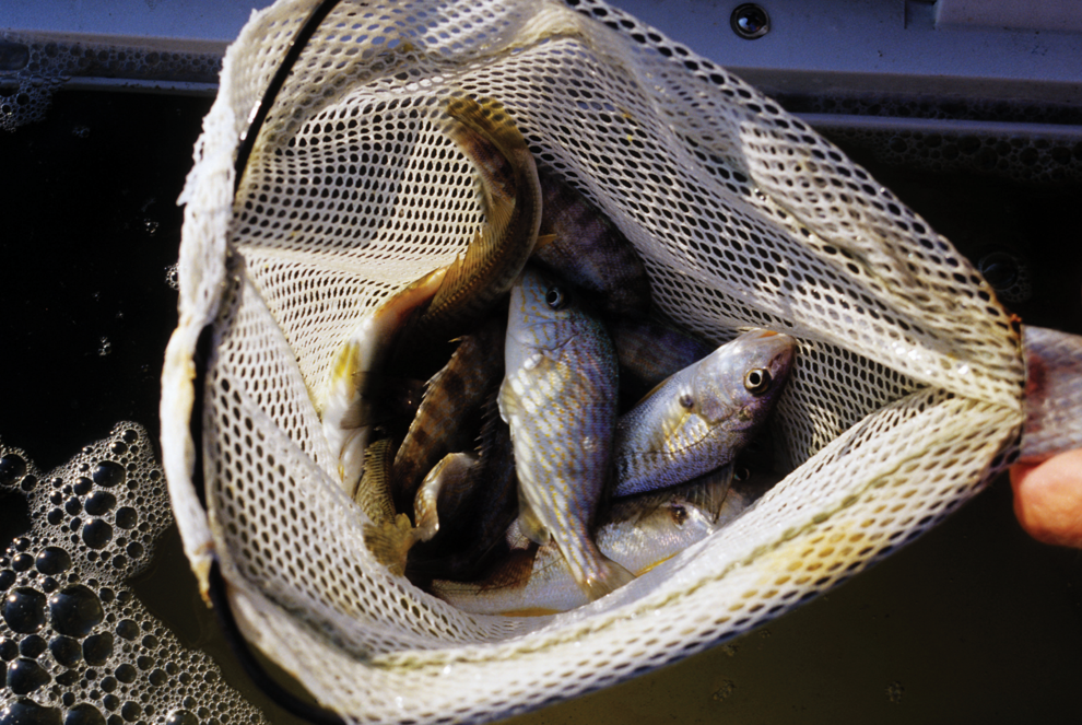 Baitfish Profiles: Fill Your Livewell with Croaker | InShore ...