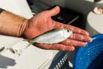 Baitfish Profiles: The Pilchard — Florida Sport Fishing | InShore ...