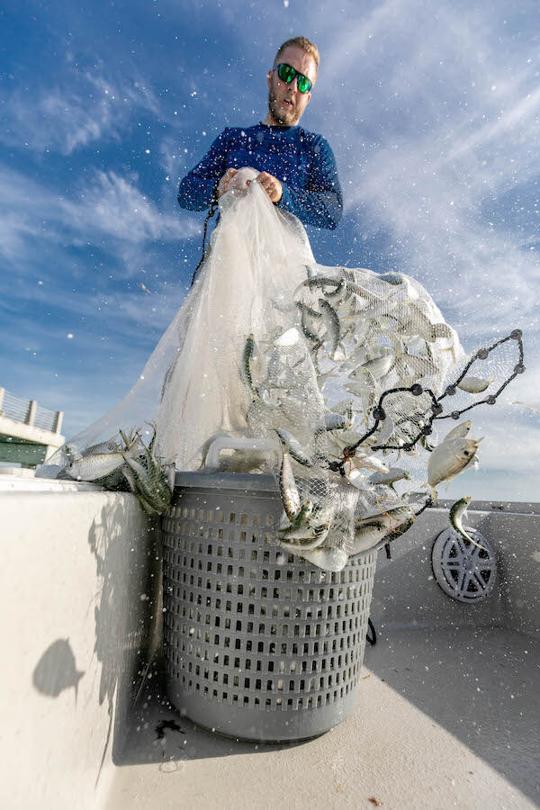 Baitfish Profiles: The Pilchard — Florida Sport Fishing | InShore ...