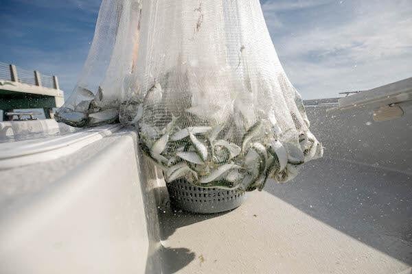 Baitfish Profiles: The Pilchard — Florida Sport Fishing | InShore ...