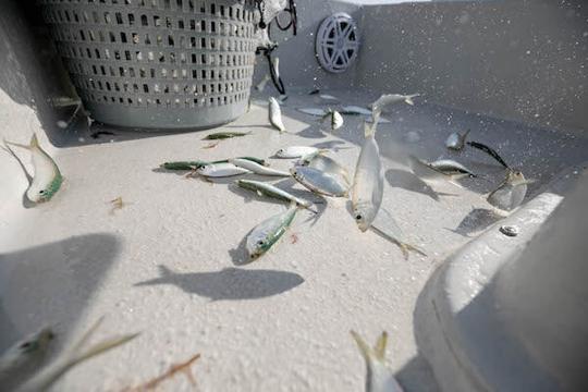 Baitfish Profiles: The Pilchard — Florida Sport Fishing | InShore ...