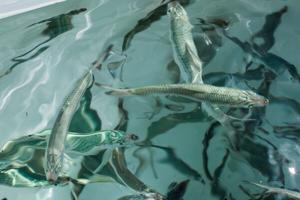 Baitfish Profiles: The Pilchard — Florida Sport Fishing | InShore ...