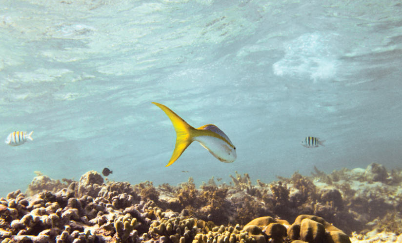 Tips For Tails | OffShore | floridasportfishing.com