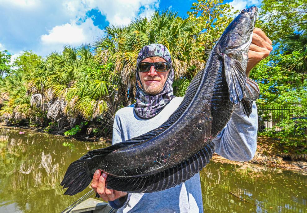 What You Should Look for When Chasing Snakeheads in Florida ...