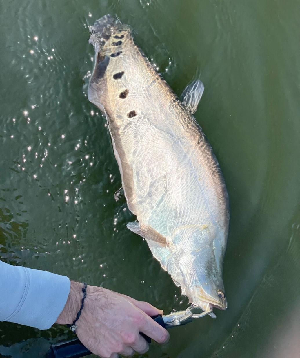 The Curious Case of South Florida’s Exotic Clown Knifefish | FreshWater ...