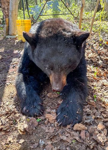OUTDOORS: Clingerman Taxidermy Annual Visit | Sports | fltimes.com