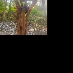 Cayuga Nation clan sculptures added to SF sculpture trail | Native ...