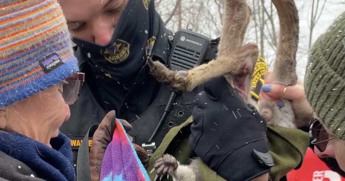 Finding 'Kaia' the kangaroo | News | fltimes.com