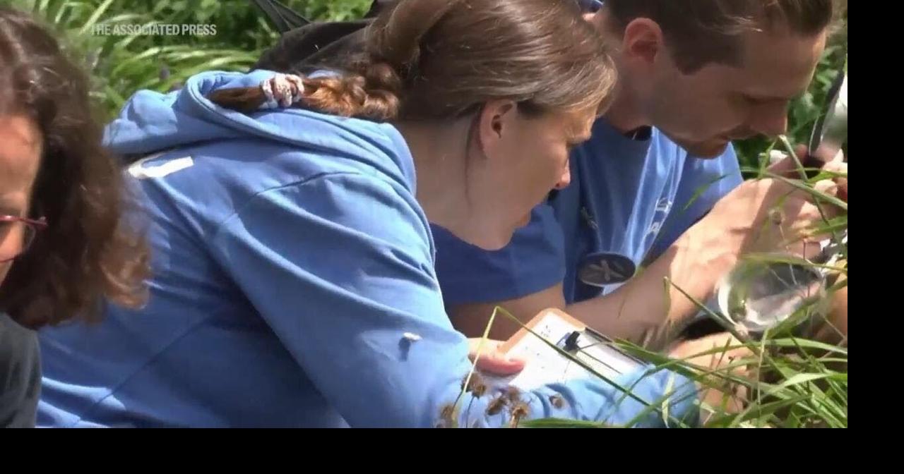 Counting of insects gets underway in Germany | | fltimes.com