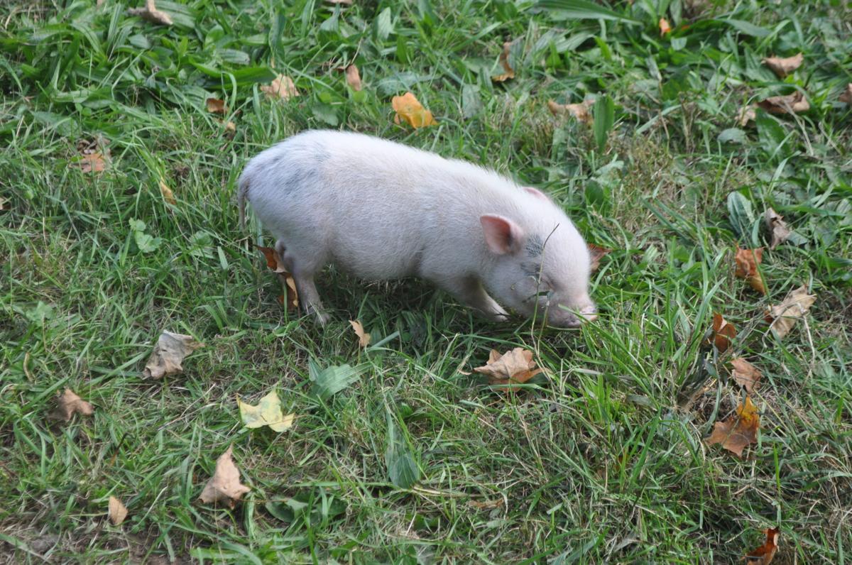 In Savannah, a peaceful place for pigs | Lifestyle | fltimes.com