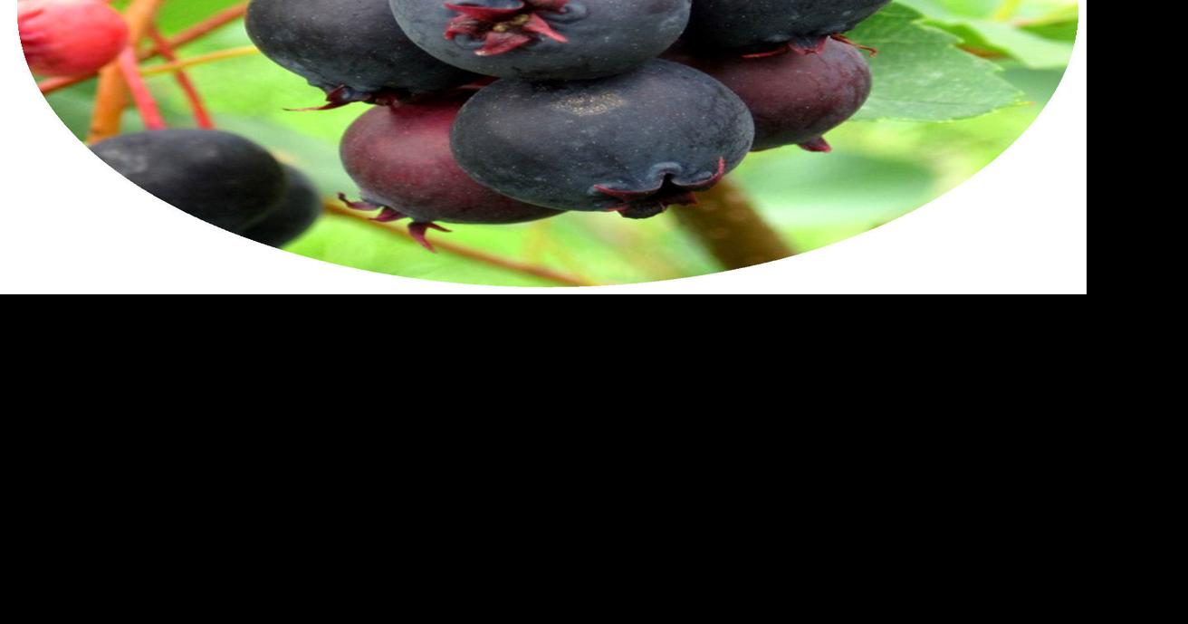 Juneberry Festival offers chance to sample native fruit | Entertainment ...