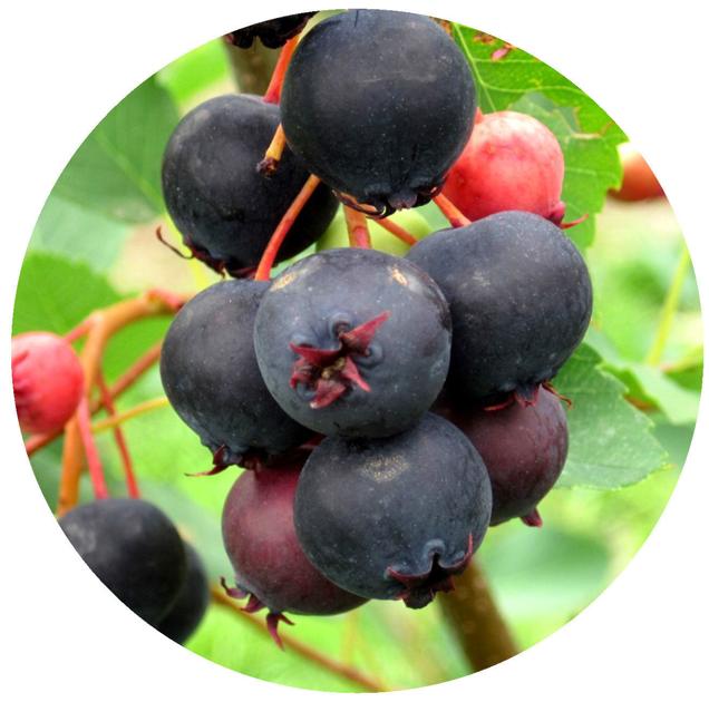 Juneberry Festival offers chance to sample native fruit | Entertainment ...