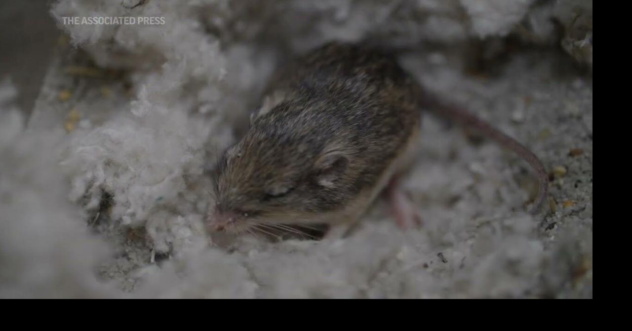 Tiny zoo mouse gets Guinness World Record for longevity at over 9 years ...