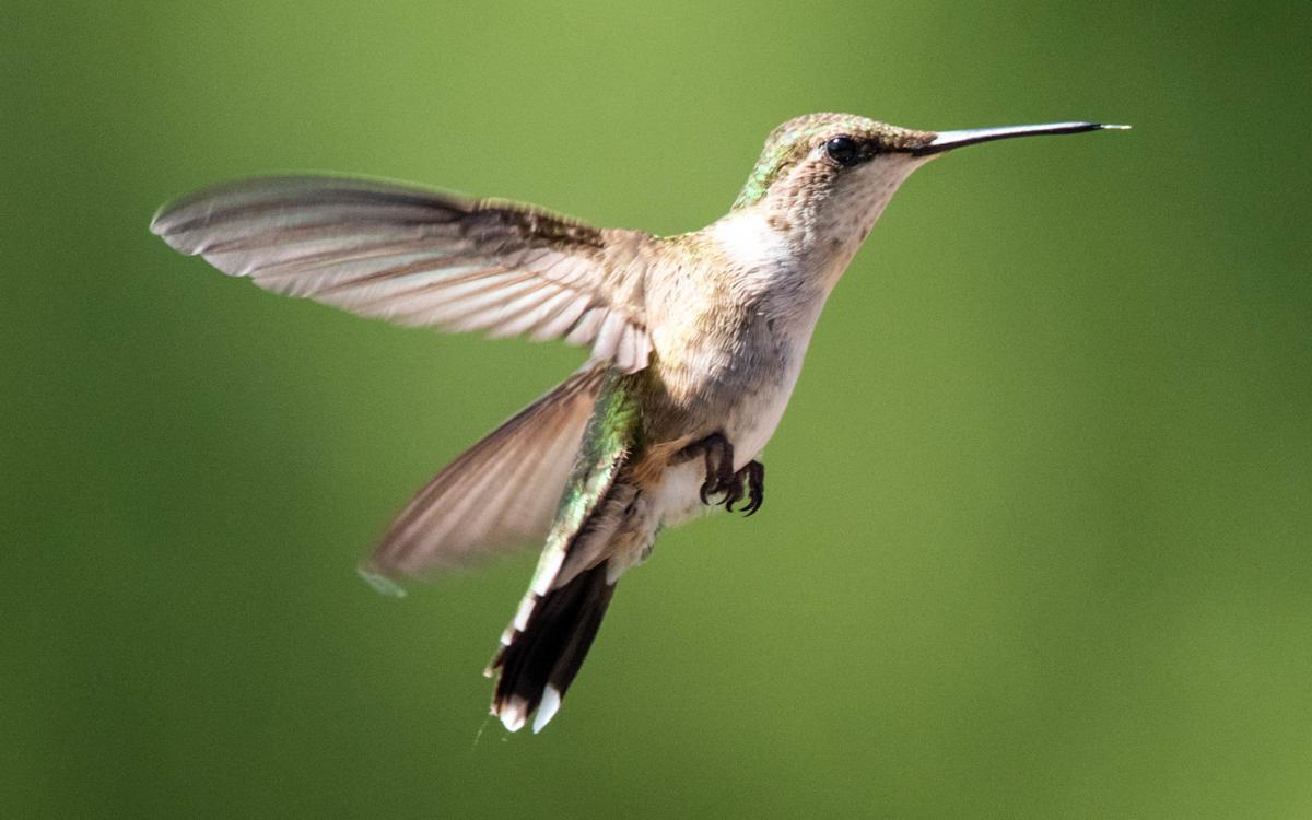 SPEAKING OF NATURE: With hummingbirds, there's more than meets the eye ...
