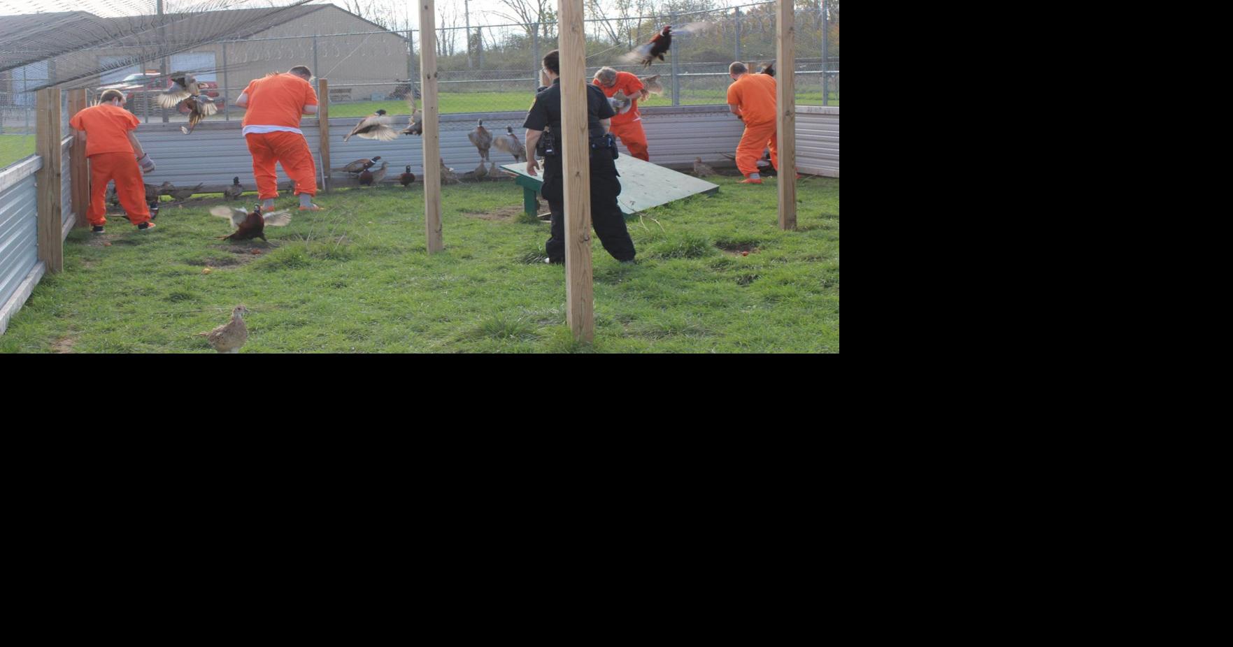 Seneca County inmates raise pheasants for release | News | fltimes.com