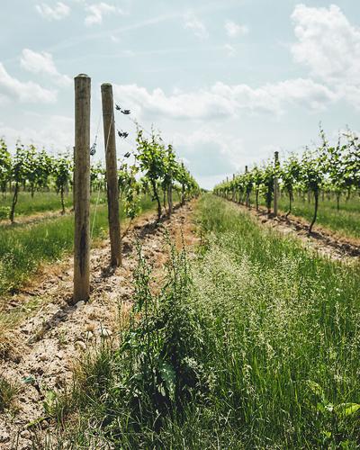Three Brothers Wineries and Estates offering tours | Business | fltimes.com
