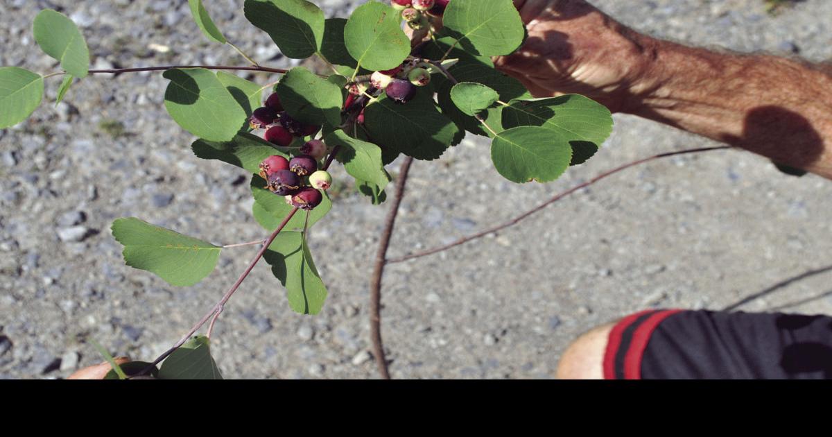 Where to hold a Juneberry Festival? At the Juneberry Farm, of course ...