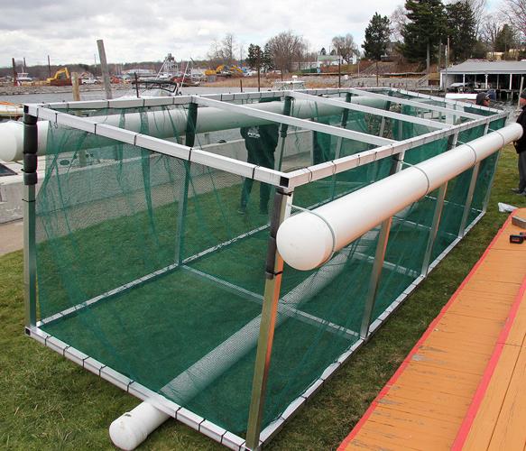 OUTDOORS: Wayne County gets 90,000 King Salmon | Sports | fltimes.com