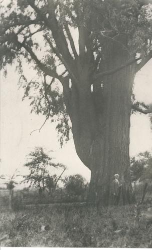 LOOKING BACK: A giant in the valley ... the big elm of Italy ...