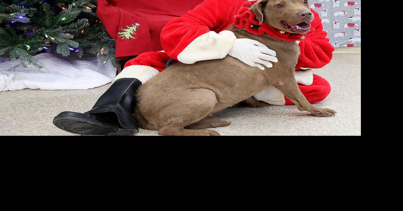 Santa’s best friend too | Photos | fltimes.com