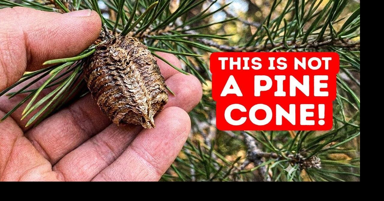 Found This on Your Christmas Tree? Toss It Out | Videos | fltimes.com