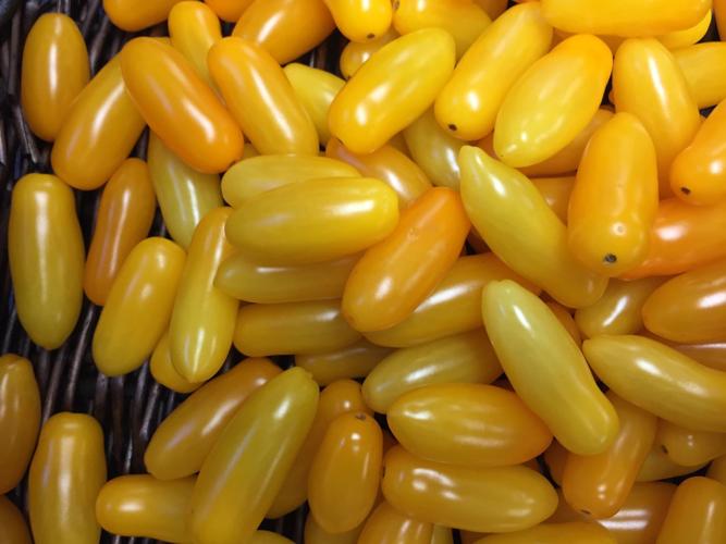 Cornell thinks it has some star tomatoes | Agriculture | fltimes.com