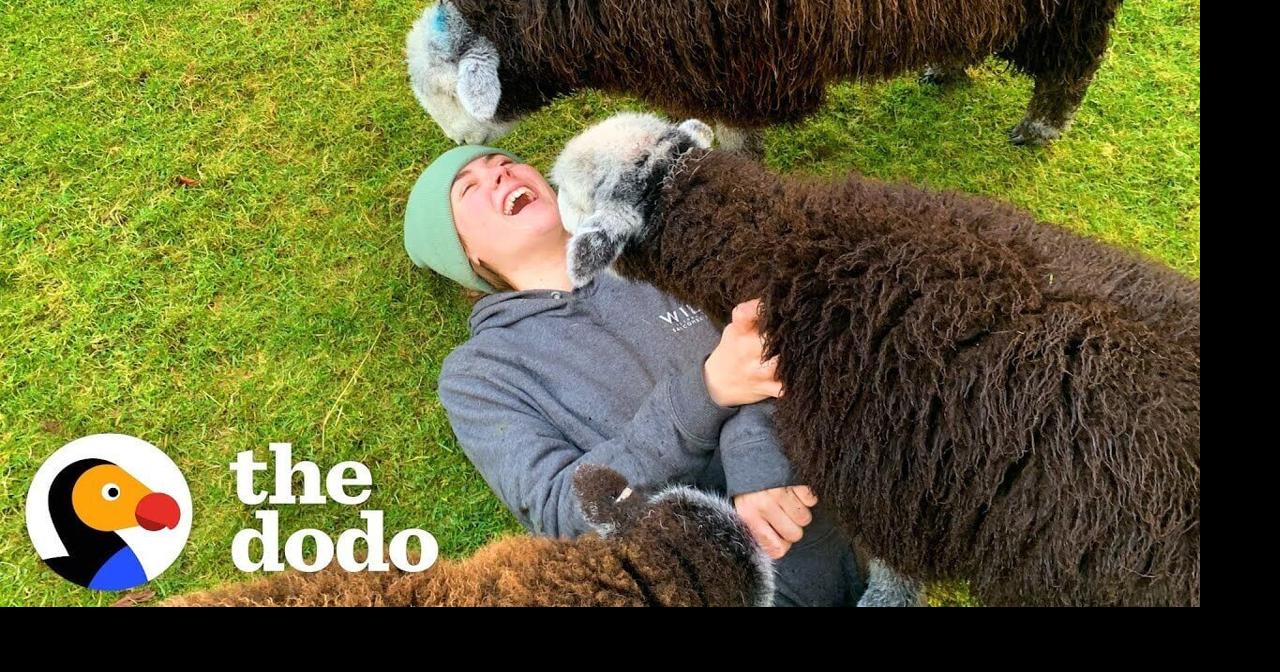 This Woman Is Living Her Best Life With A Family Of Sheep | The Dodo ...