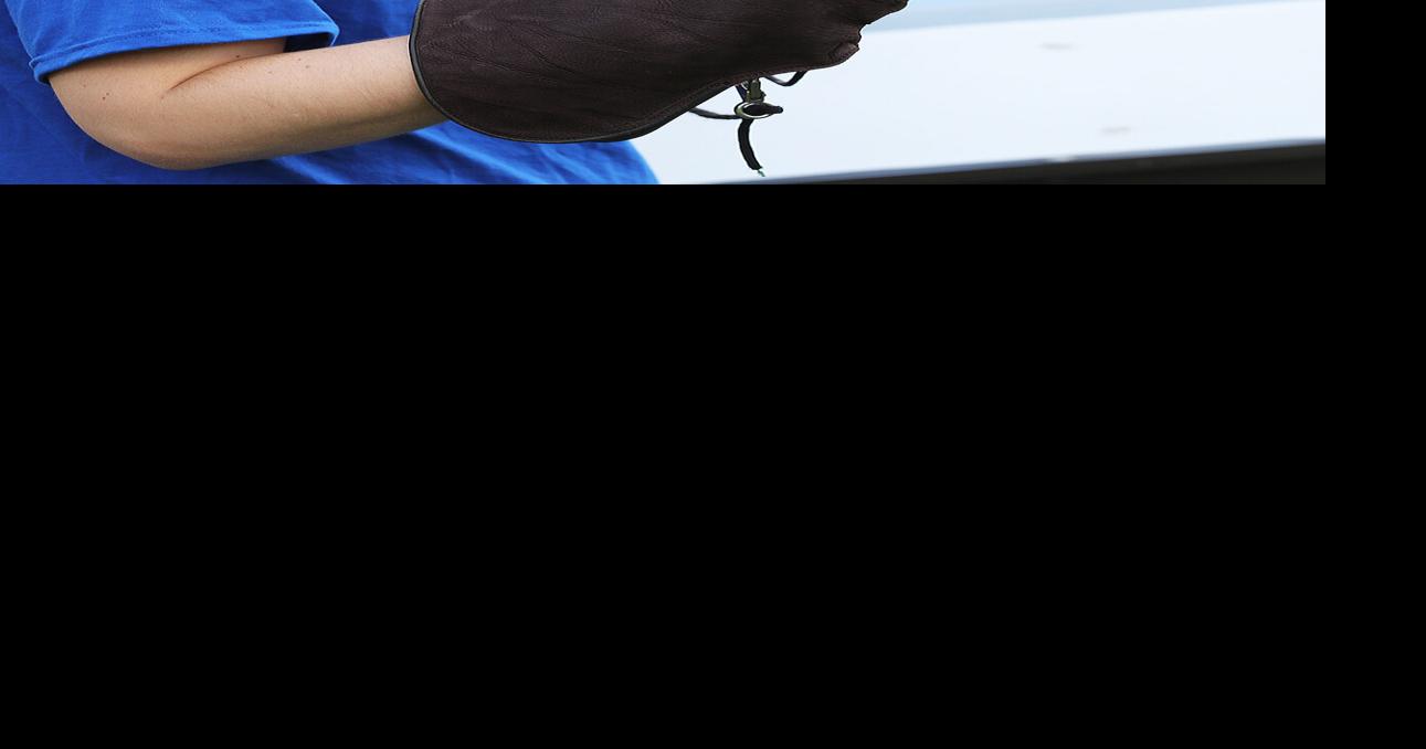 A focused bird of prey | Photos | fltimes.com