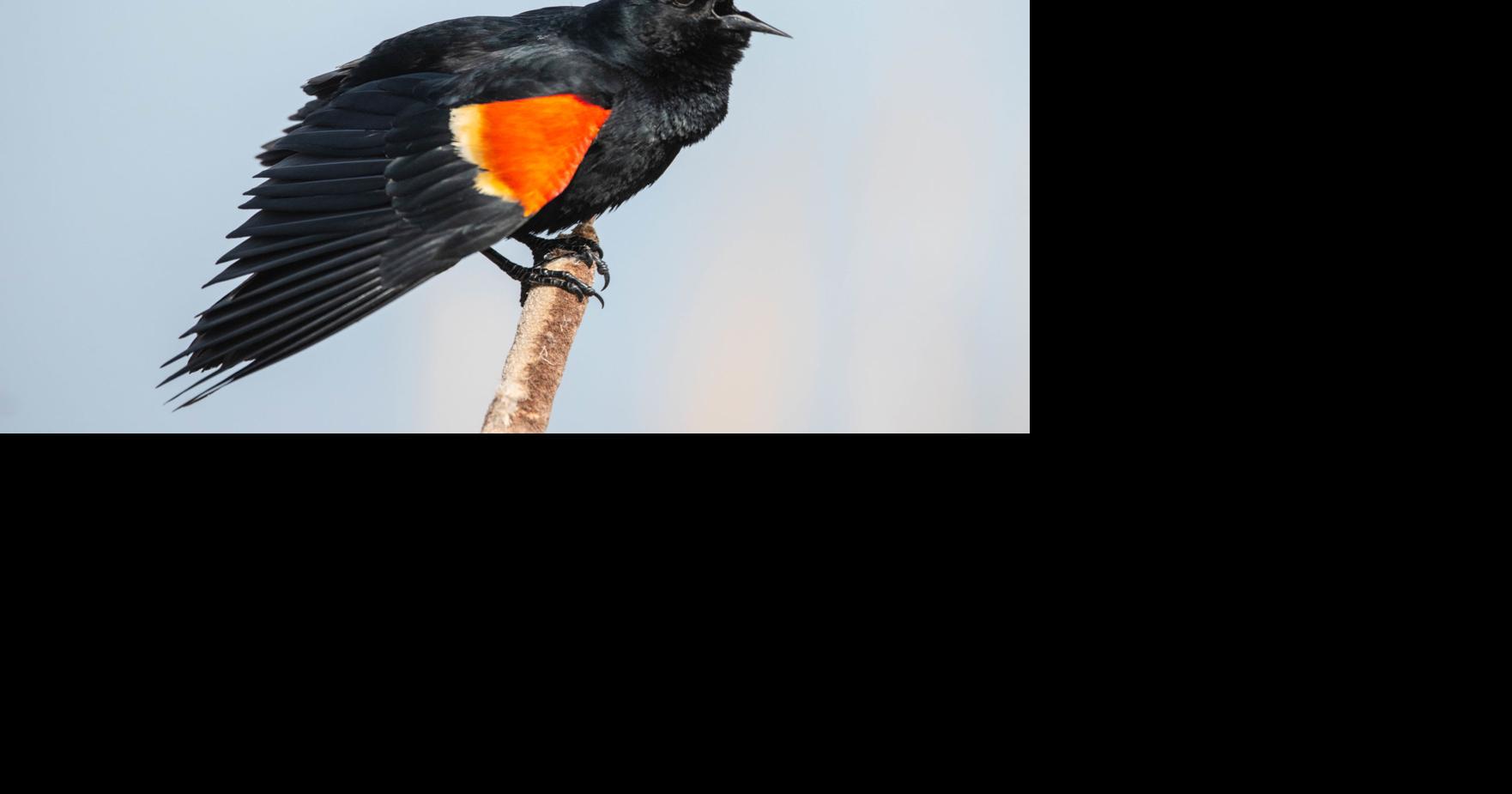 SPEAKING of NATURE: Love of birding started with a red-winged blackbird ...