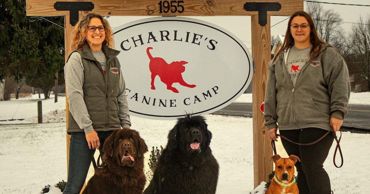 A tail-wagging success: Charlie's Canine Camp is a hit | Business ...