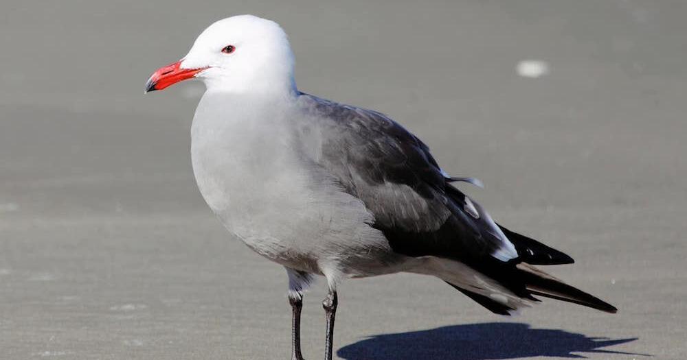 West Coast gull has gall to hang with the local birds in Sodus Point ...