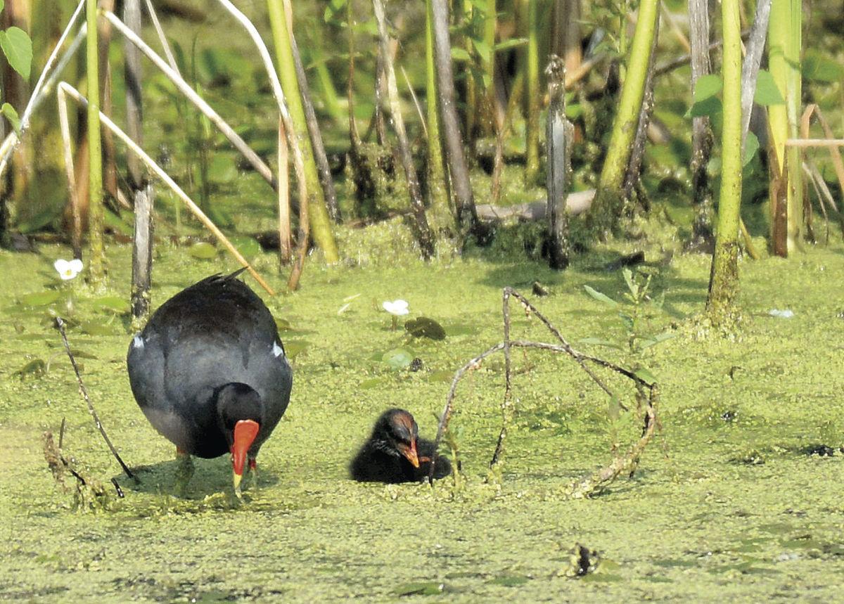 SPEAKING OF NATURE: Folk name ‘mud hen’ oddly apt | Lifestyle | fltimes.com