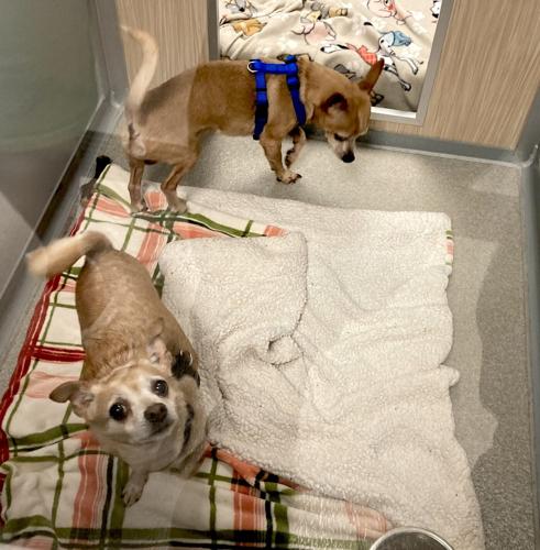 'A place where second chances begin’ – Humane Society of Wayne County ...