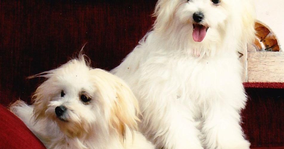 PETPOURRI: Home is where your pets are | Lifestyle | fltimes.com
