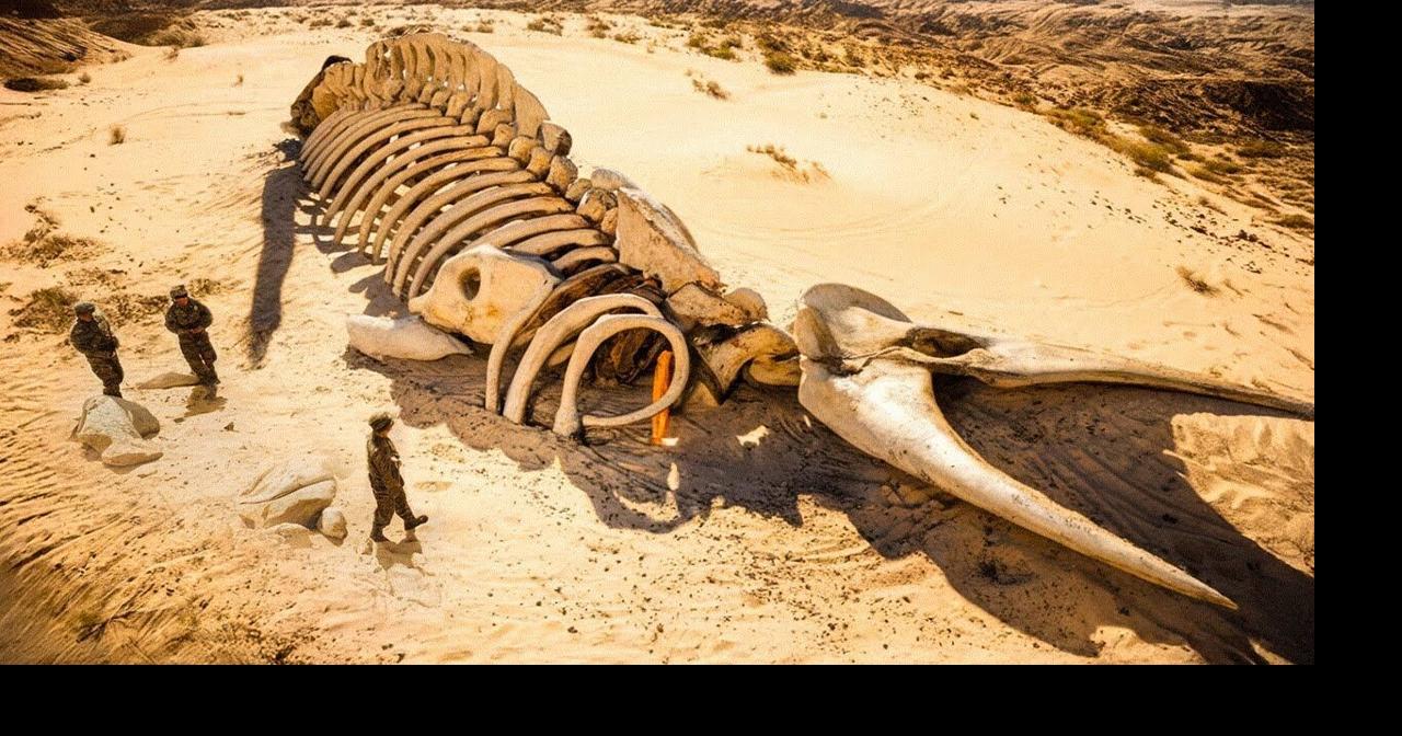 The Largest Sea Creature of All Time Found in the Desert | Videos ...