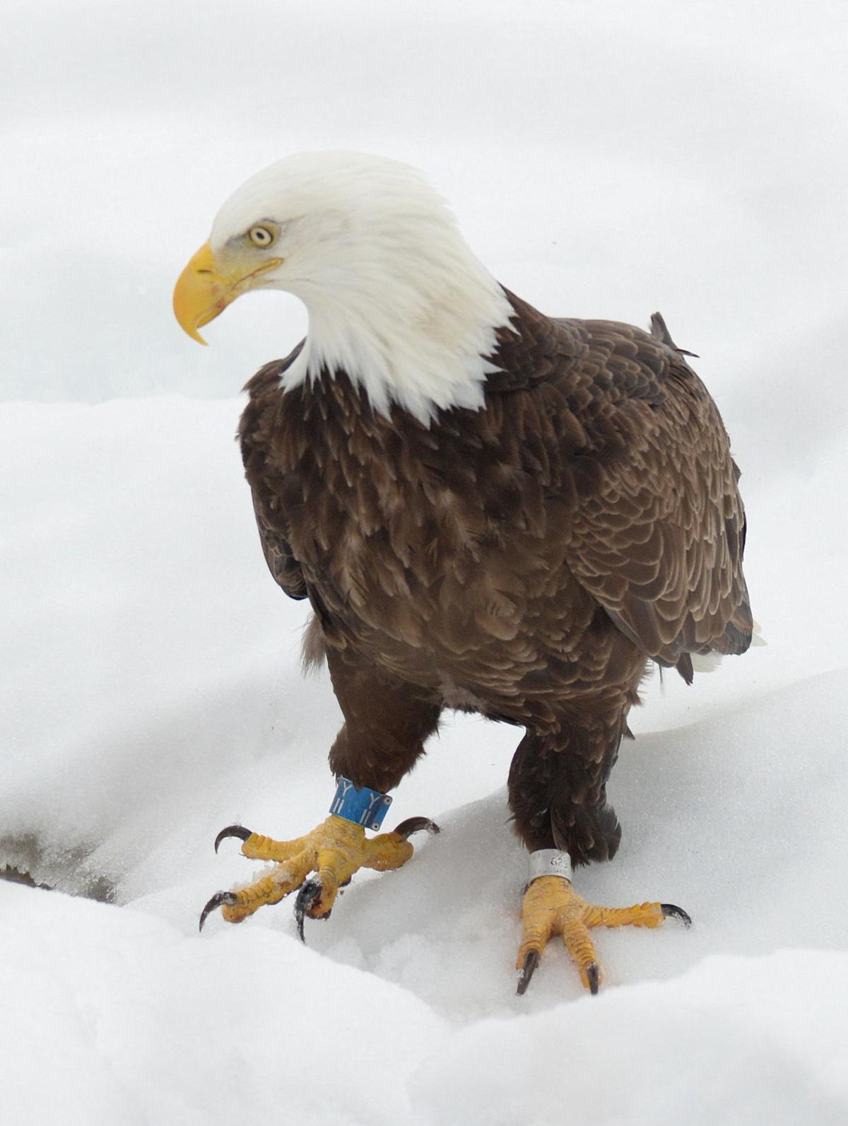 SPEAKING of NATURE: Eagles ... brought back from the brink | Lifestyle ...