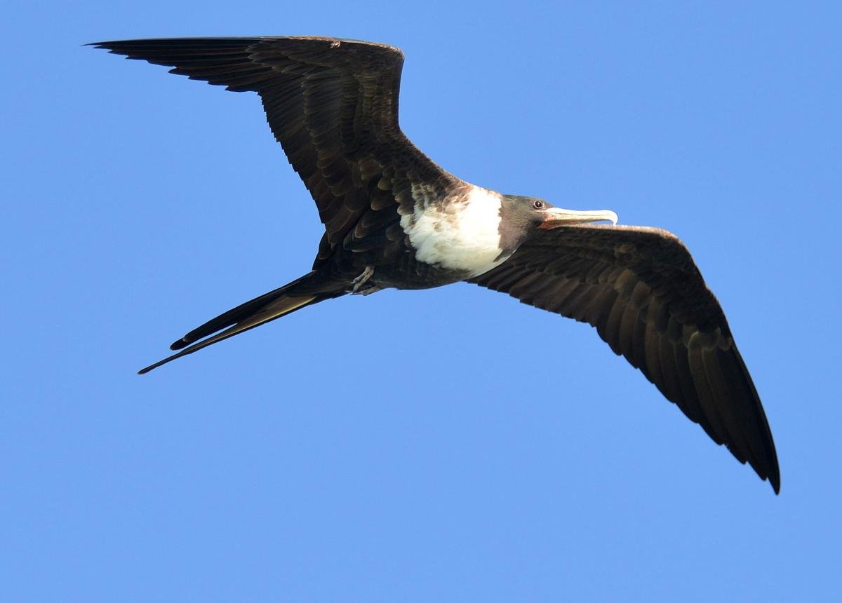 SPEAKING of NATURE: Magnificent frigate birds | Lifestyle | fltimes.com