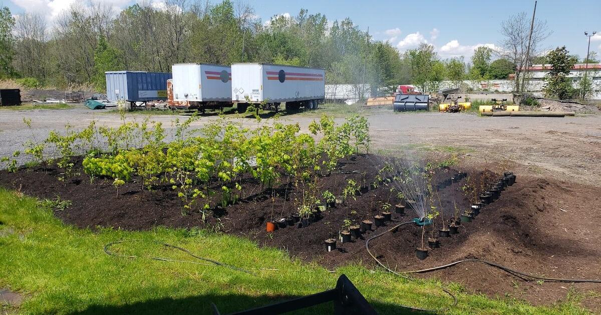 TROUBLE WITH TREES, Part 2 — Shade Tree Committee's 'unsung heroes ...