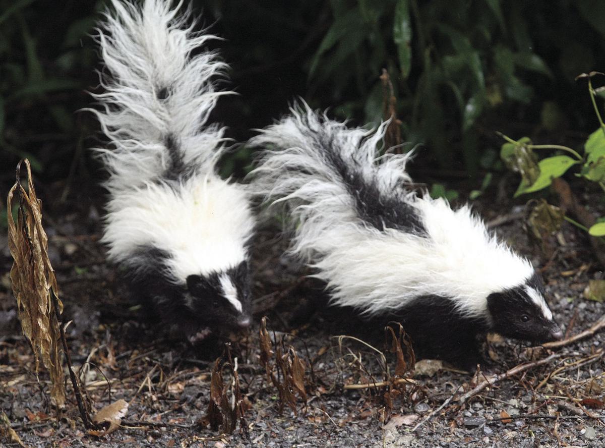 SPEAKING OF NATURE: On the trail of skunks | Lifestyle | fltimes.com