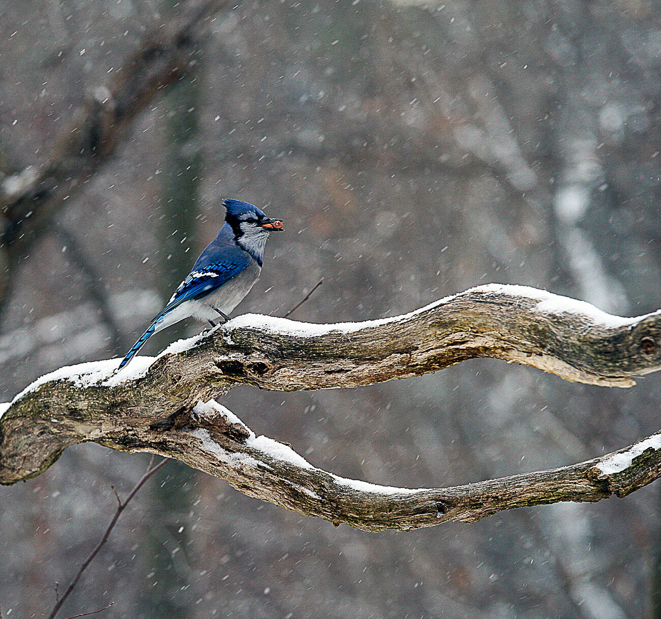 OUTDOORS: 126th Audubon Christmas Bird Count begins Dec. 14 | Sports ...