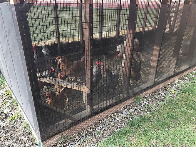 Jail program laying dividends: Hens producing dozens of eggs at Seneca ...
