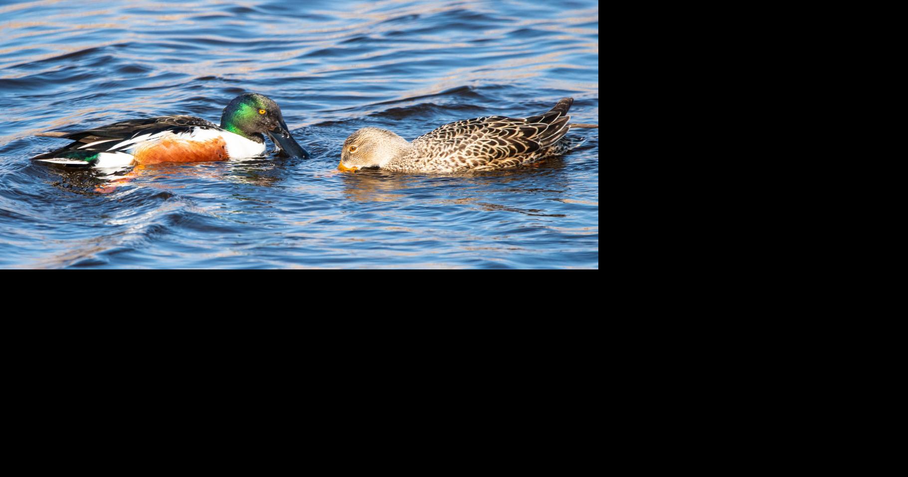 SPEAKING of NATURE: This spring, waterfowl capture the imagination ...