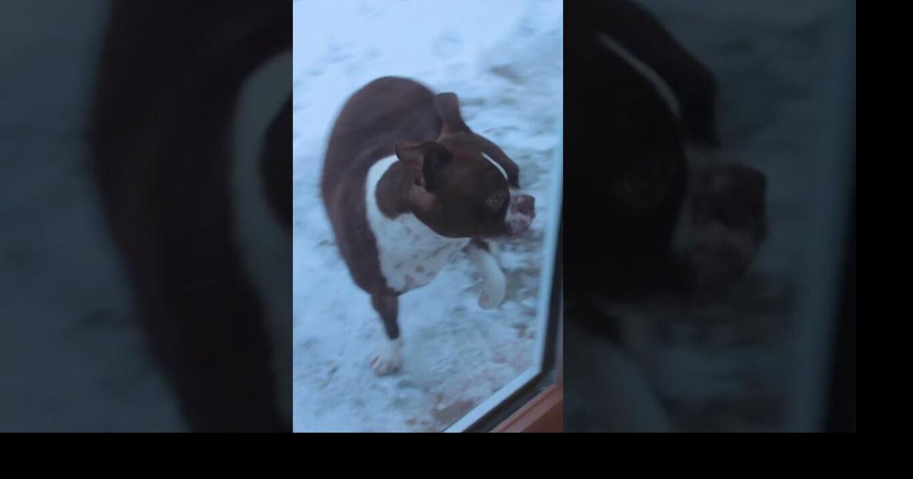 This Pup Is SO Obsessed With His Pool | The Dodo | Pets | fltimes.com