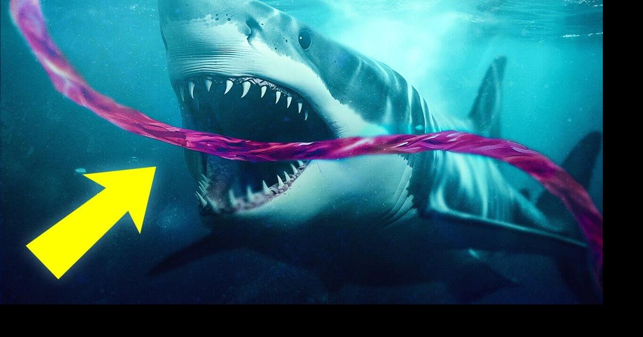 Why Sharks Attack Undersea Internet Cables | Videos | fltimes.com
