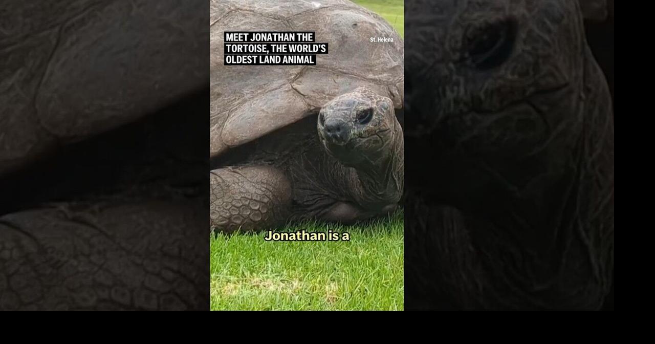 Meet Jonathan the tortoise, the world's oldest land animal | | fltimes.com