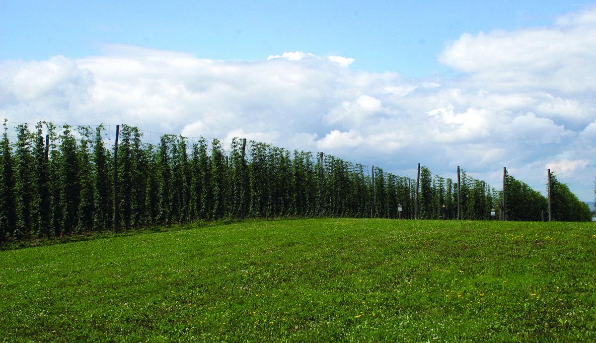 BUSINESS OF THE WEEK: Climbing Bines Craft Ale Co. | News | fltimes.com